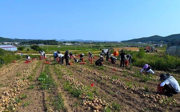 영광군 농업유통과·축산식품과, 농촌 일손돕기 추진